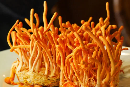 Cordyceps : le guide ultime pour découvrir ce champignon aux multiples ...