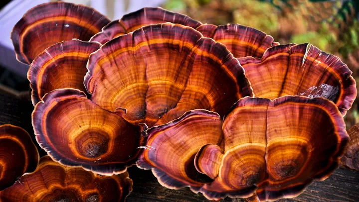 Les 8 Meilleurs Champignons pour la Santé du Système Immunitaire ...